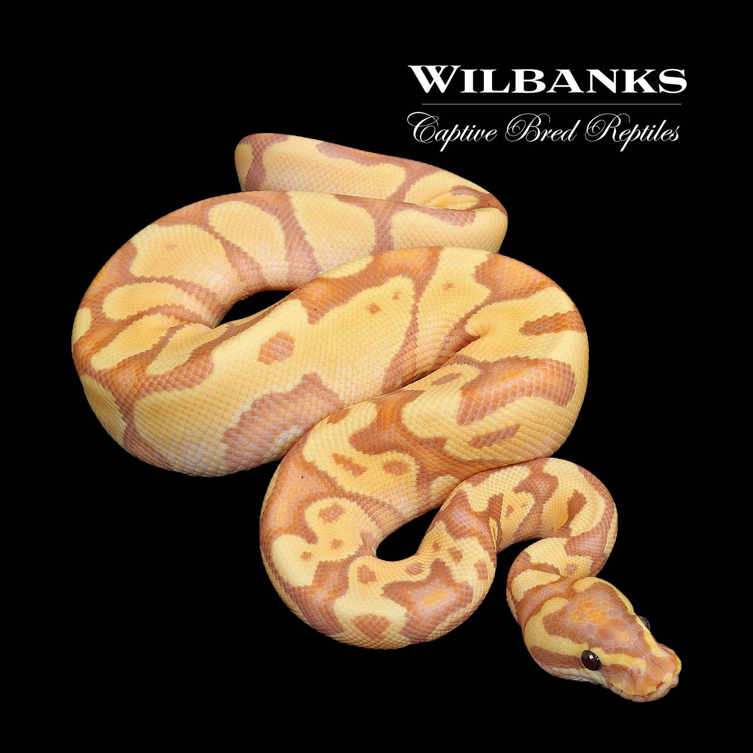 Banana Enchi Yellow Belly Ball Python by Wilbanks Captive Bred Reptiles ...