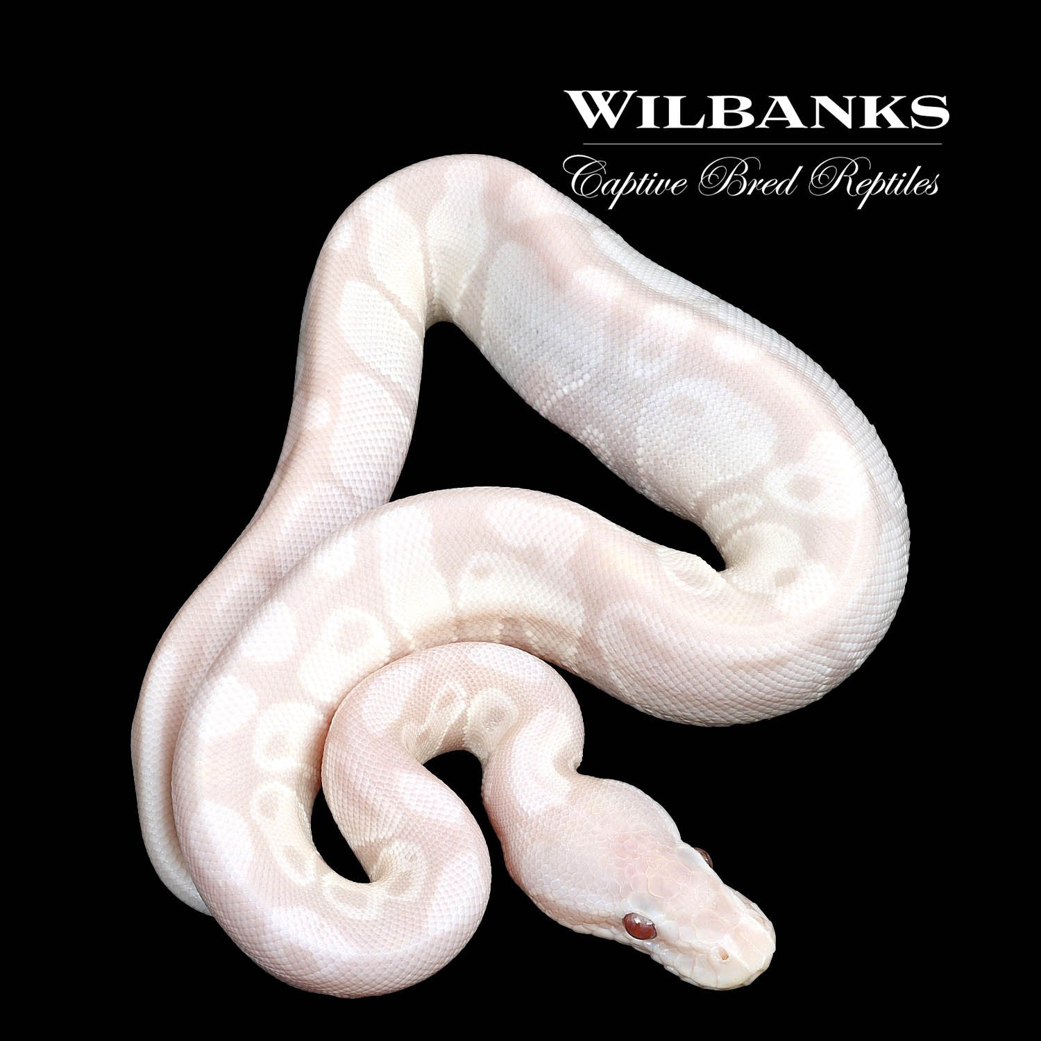 Lavender Snow Ball Python by Wilbanks Captive Bred Reptiles - MorphMarket