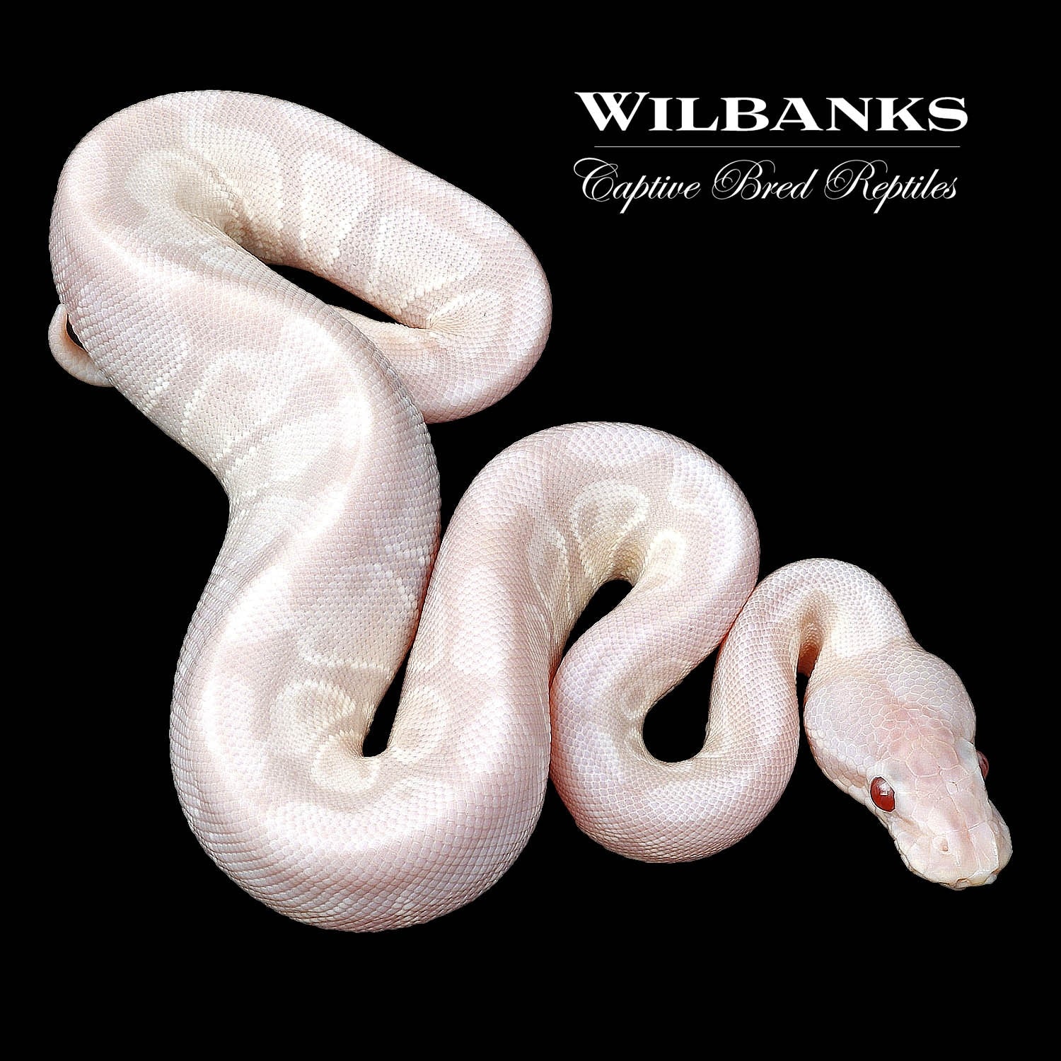 Lavender Snow Ball Python by Wilbanks Captive Bred Reptiles - MorphMarket