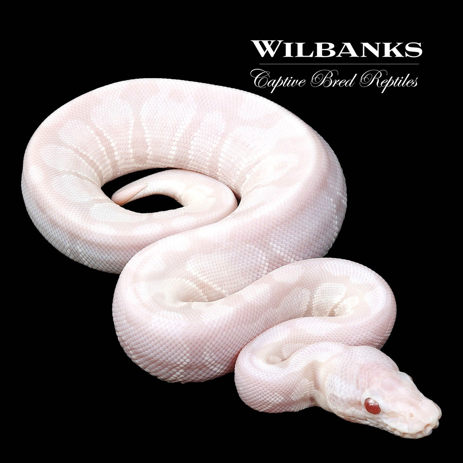 Lavender Snow Ball Python by Wilbanks Captive Bred Reptiles - MorphMarket