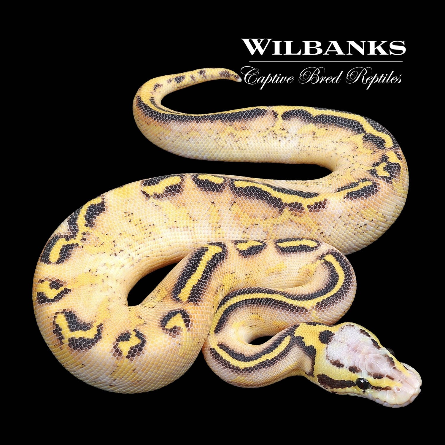 FireFly Freeway Ball Python by Wilbanks Captive Bred Reptiles - MorphMarket