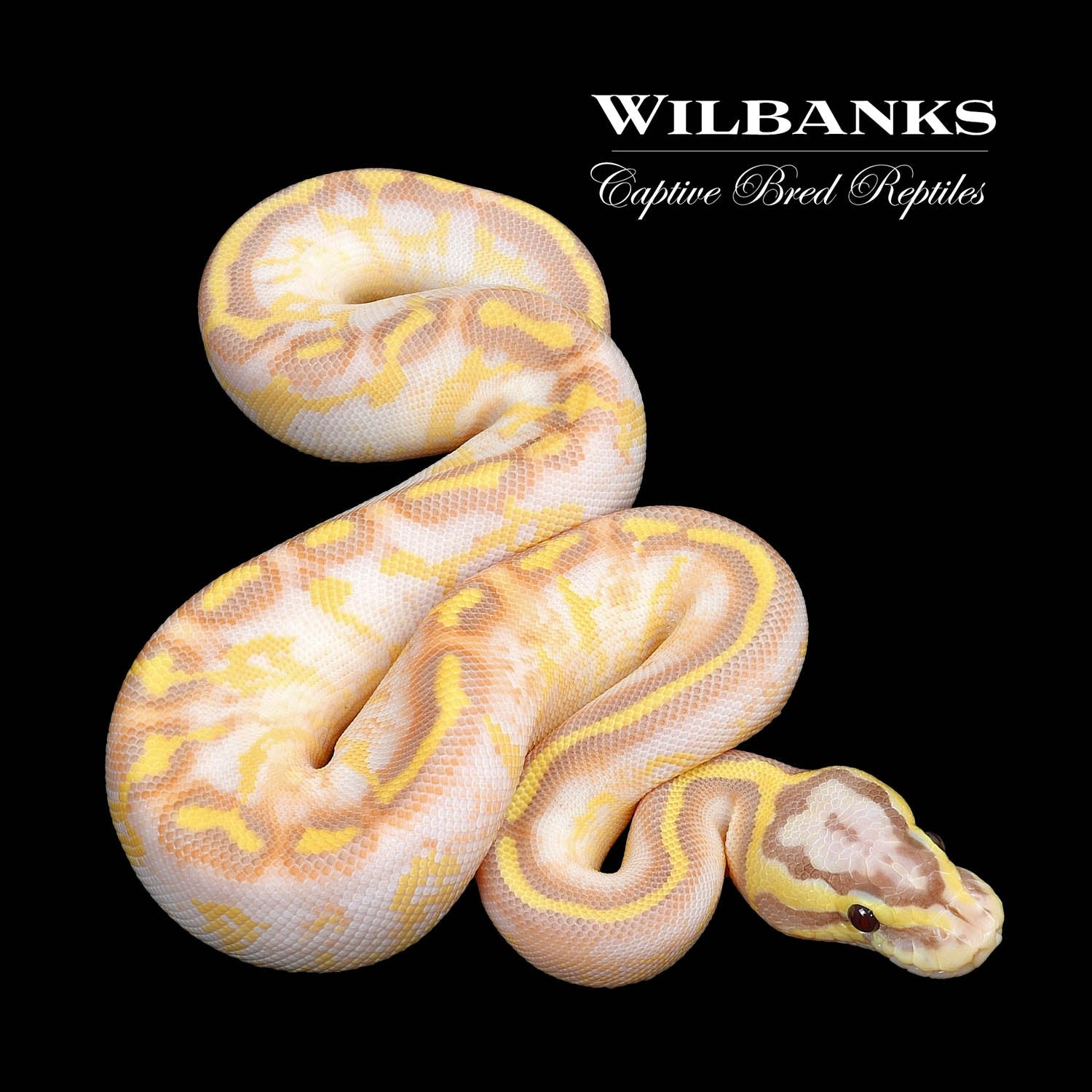 Banana Enchi Freeway Ball Python by Wilbanks Captive Bred Reptiles ...