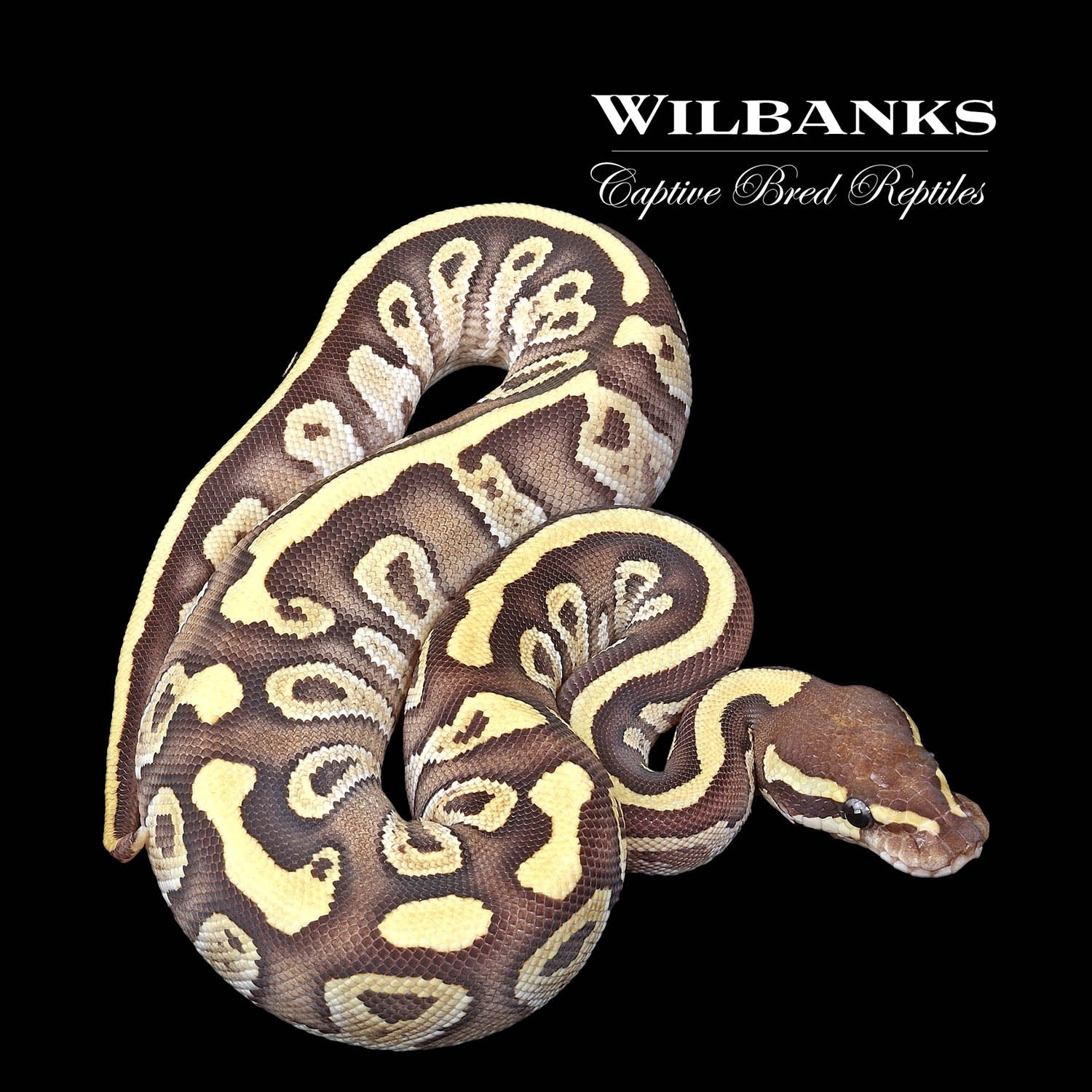 Mojave Fire Ball Python by Wilbanks Captive Bred Reptiles - MorphMarket