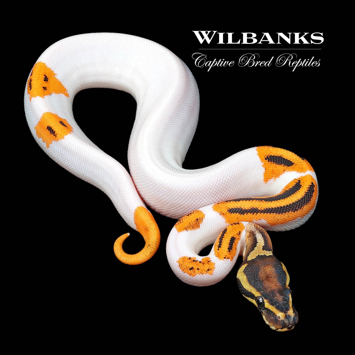 Orange Dream Yellow Belly Pied Ball Python by Wilbanks Captive Bred ...
