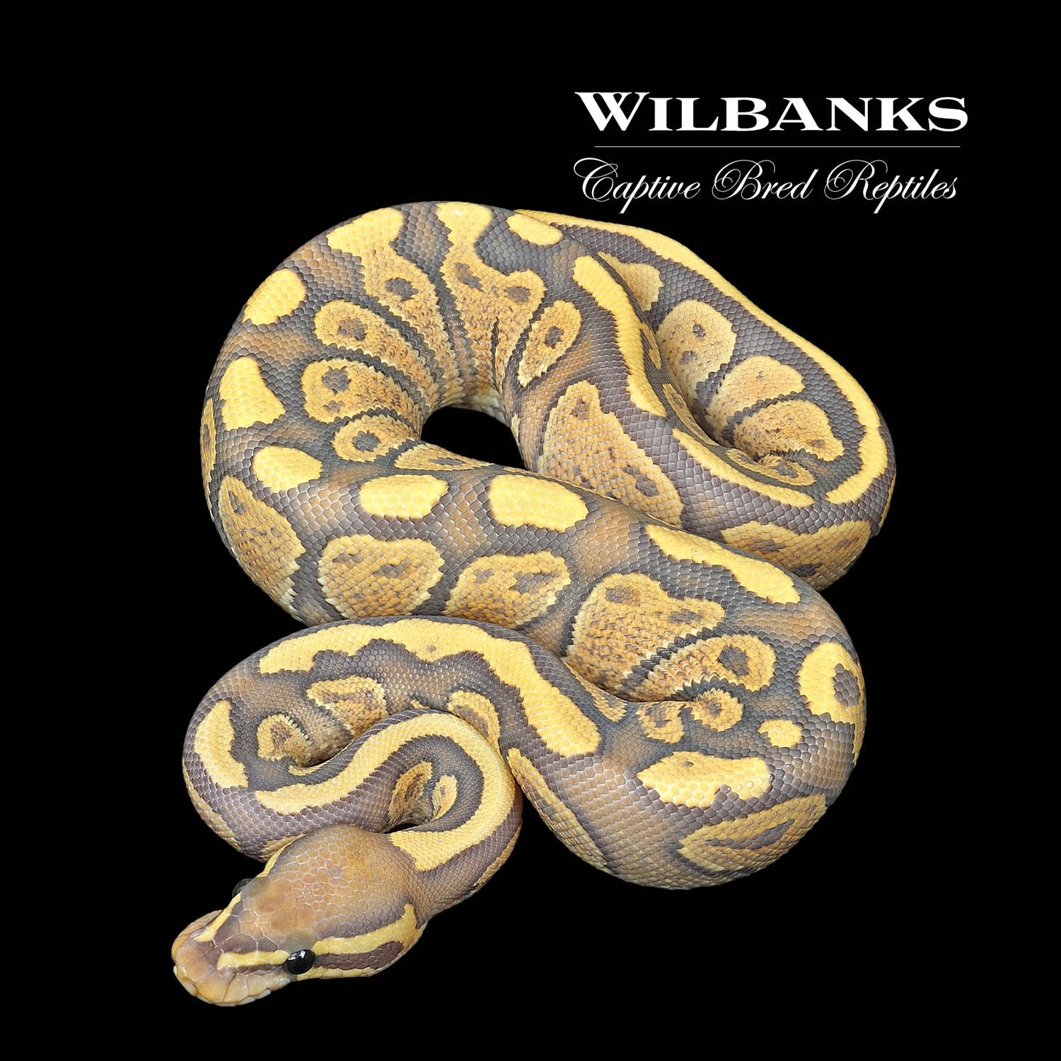 Fire Ghost Ball Python by Wilbanks Captive Bred Reptiles - MorphMarket