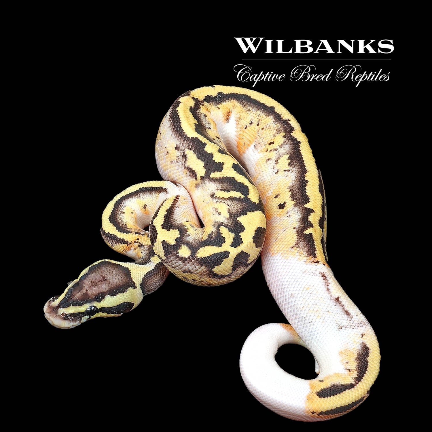 FireFly Pied Ball Python by Wilbanks Captive Bred Reptiles - MorphMarket