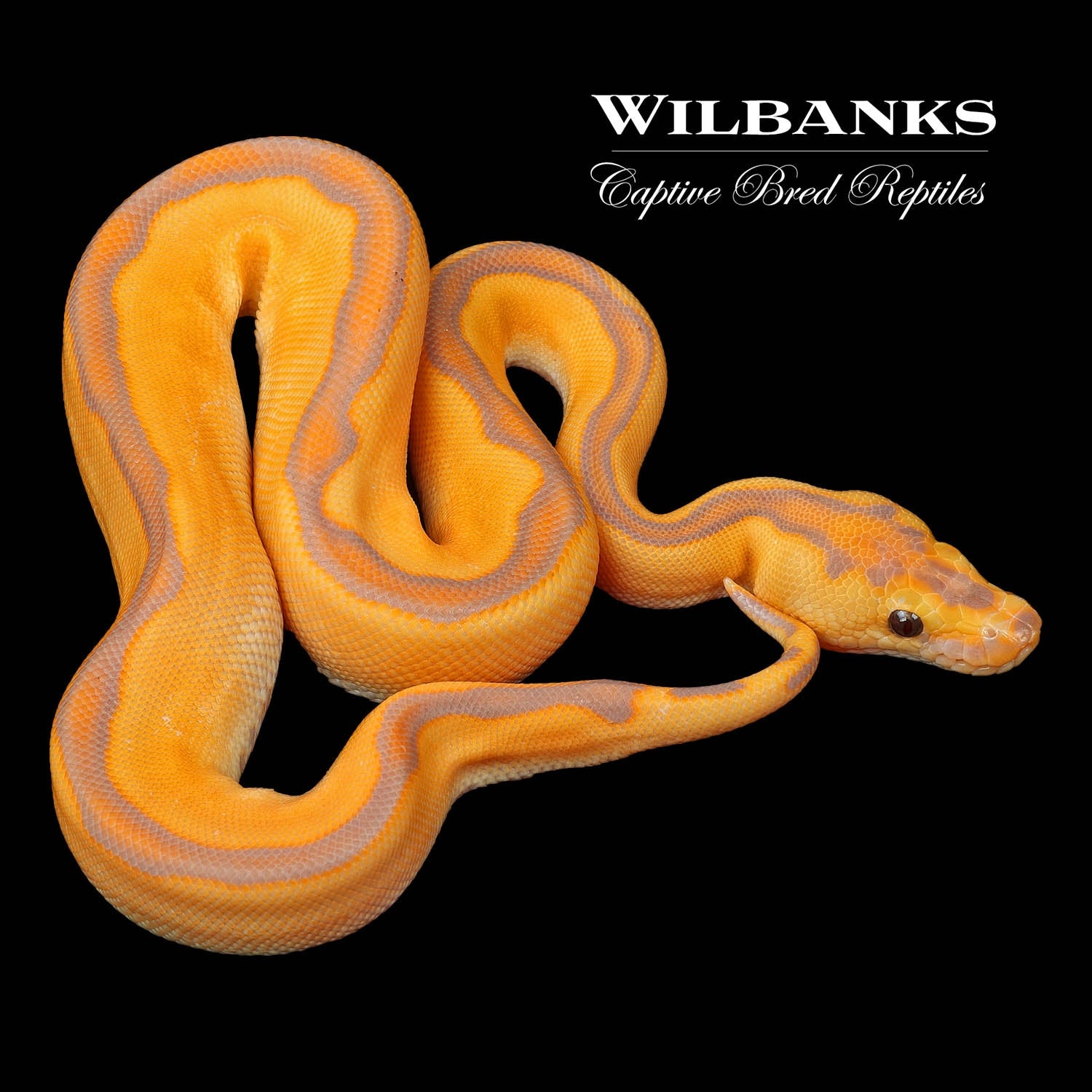 Banana Cinnamon Enchi Blade Clown Ball Python by Wilbanks Captive Bred ...