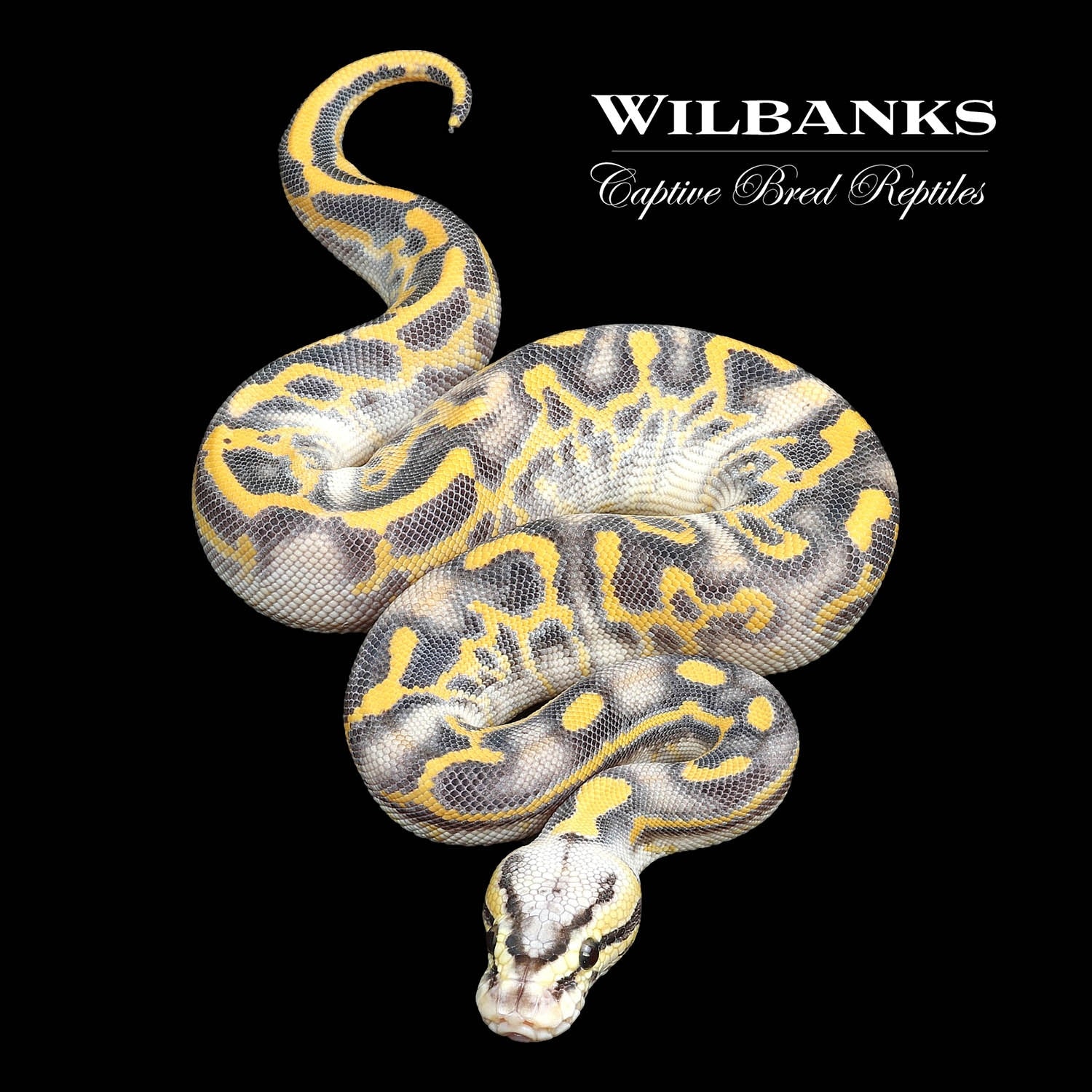 Pastel Leopard Highway Ball Python by Wilbanks Captive Bred Reptiles ...