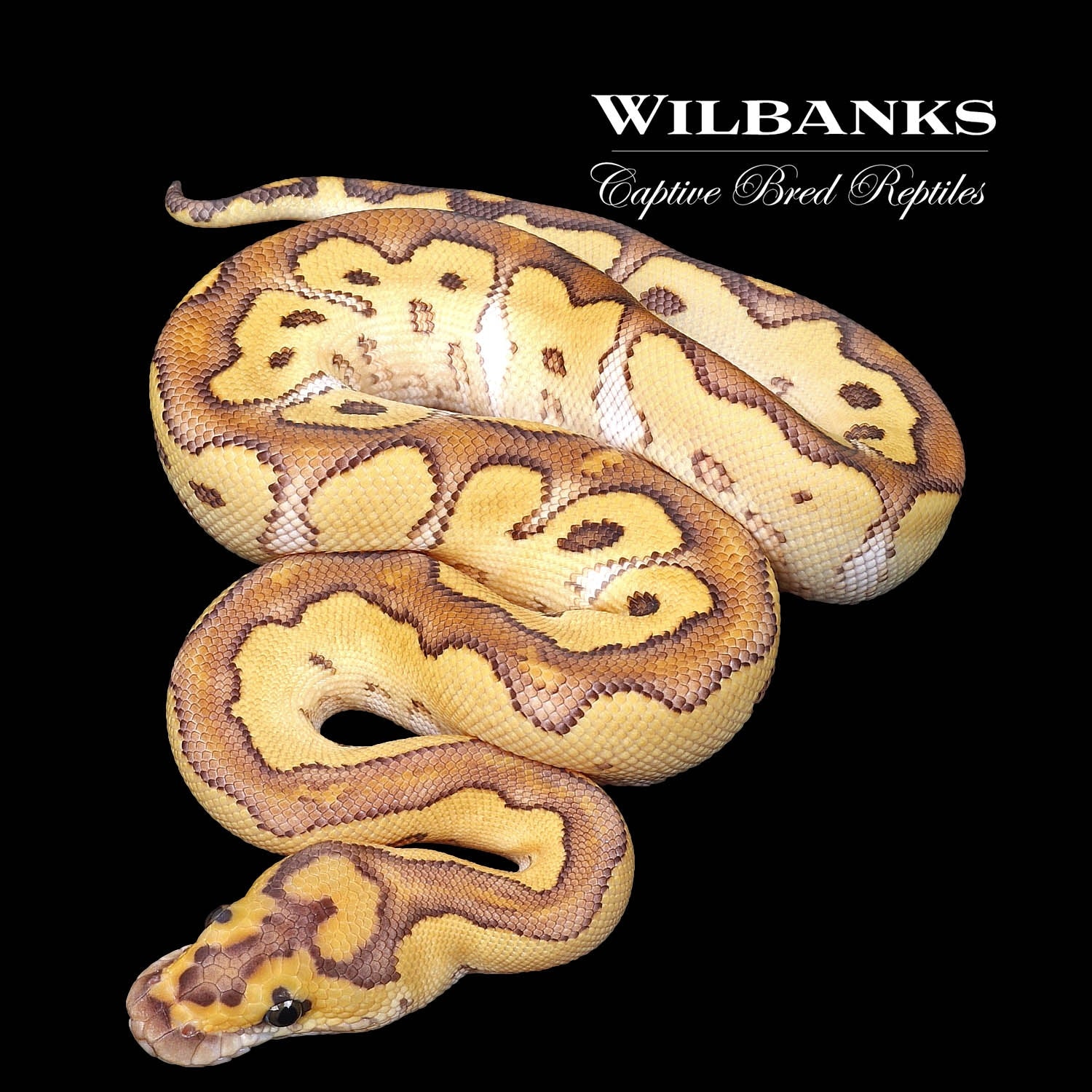 Butter Clown Ball Python by Wilbanks Captive Bred Reptiles - MorphMarket