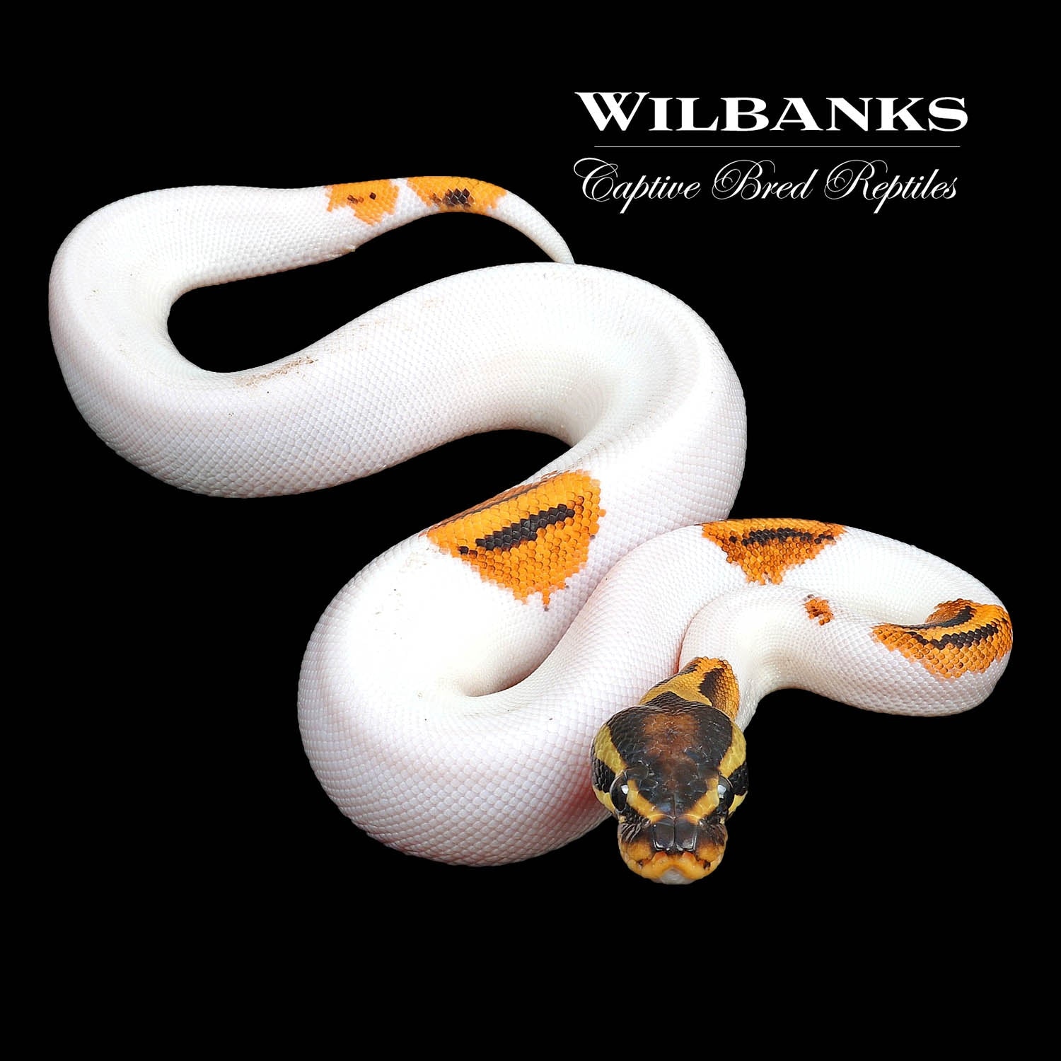 Orange Dream Yellow Belly Pied Ball Python by Wilbanks Captive Bred ...