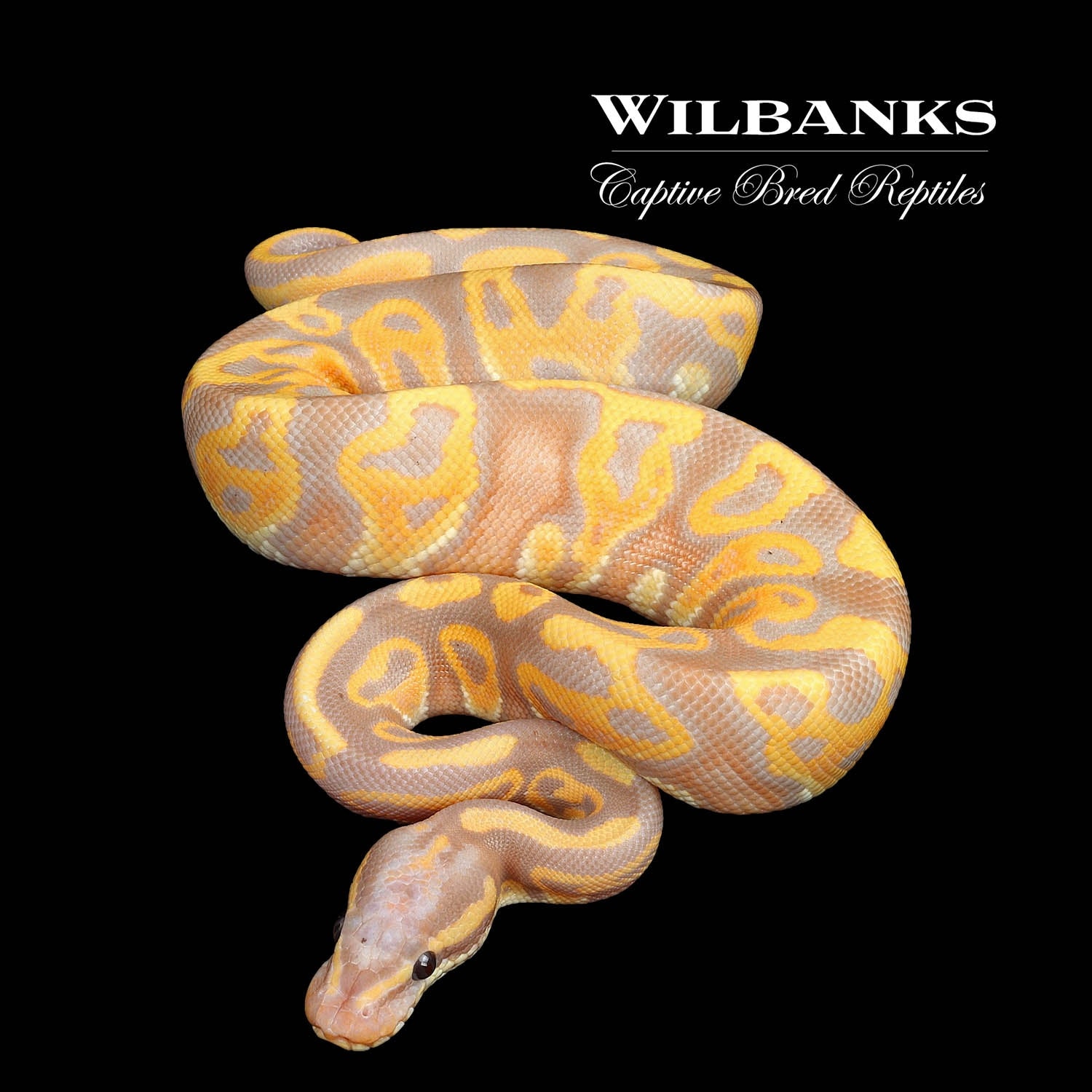 Banana Leopard Yellow Belly Ball Python by Wilbanks Captive Bred ...