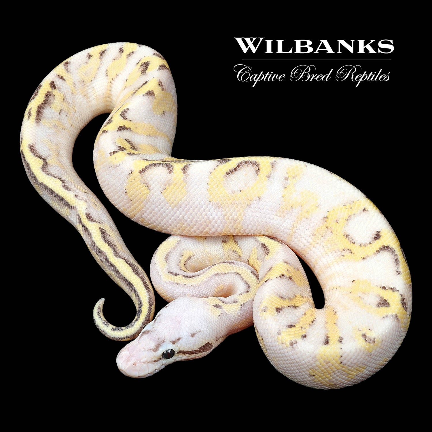 Super Pastel Leopard Gravel Spark Ball Python by Wilbanks Captive Bred ...