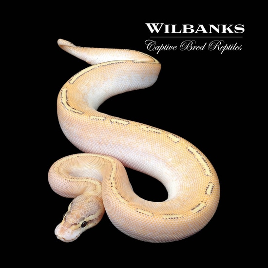 GHI Sugar Puma Ball Python by Wilbanks Captive Bred Reptiles