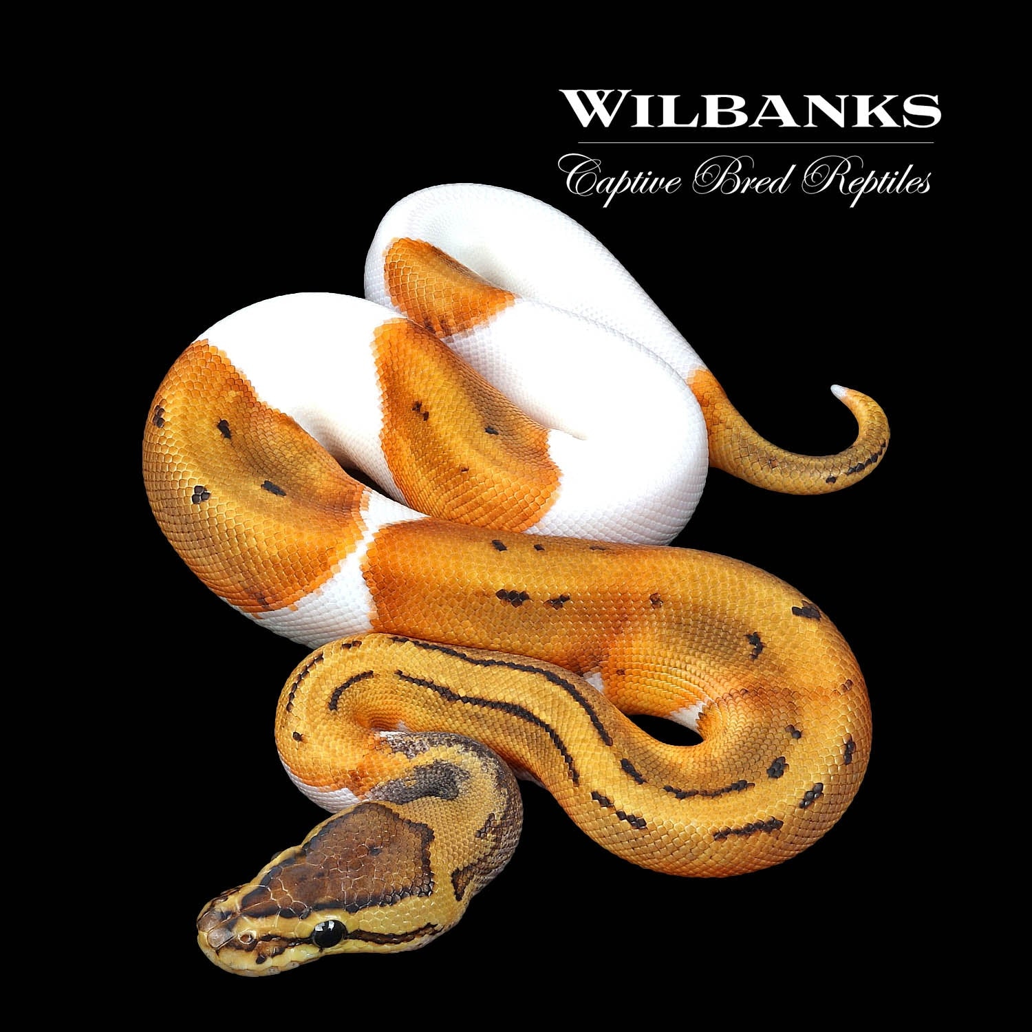 Pinstripe Pied Ball Python by Wilbanks Captive Bred Reptiles - MorphMarket