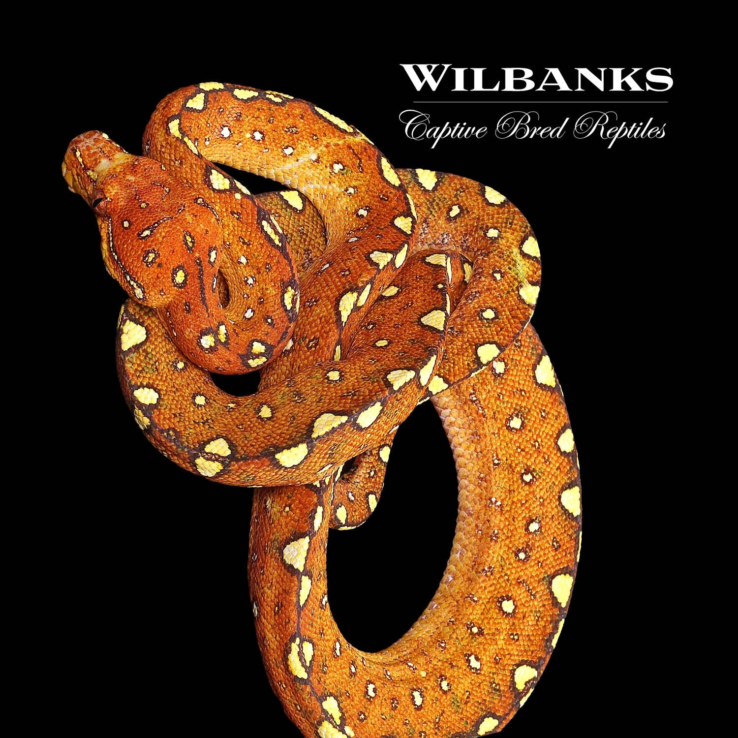 Biak Green Tree Python by Wilbanks Captive Bred Reptiles - MorphMarket