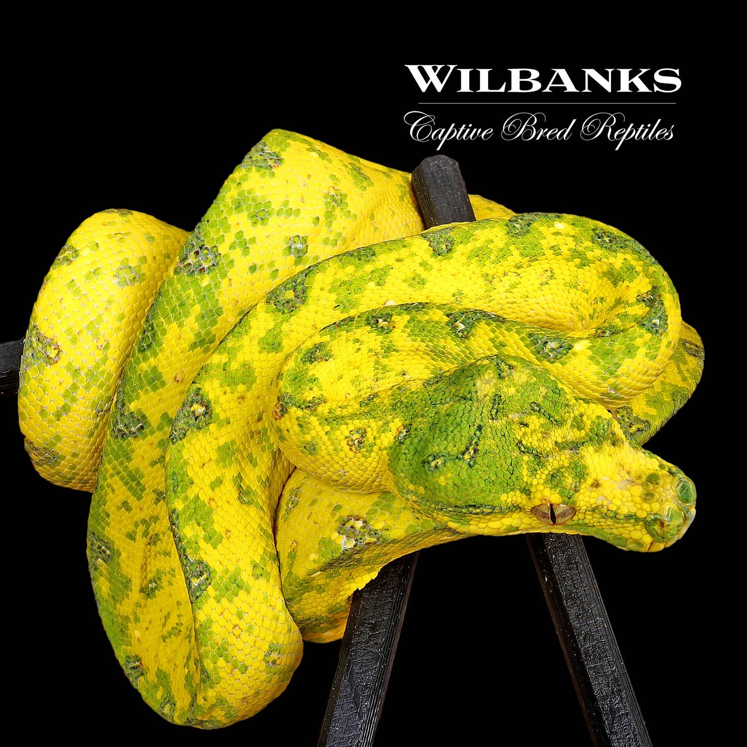 Biak Green Tree Python by Wilbanks Captive Bred Reptiles - MorphMarket