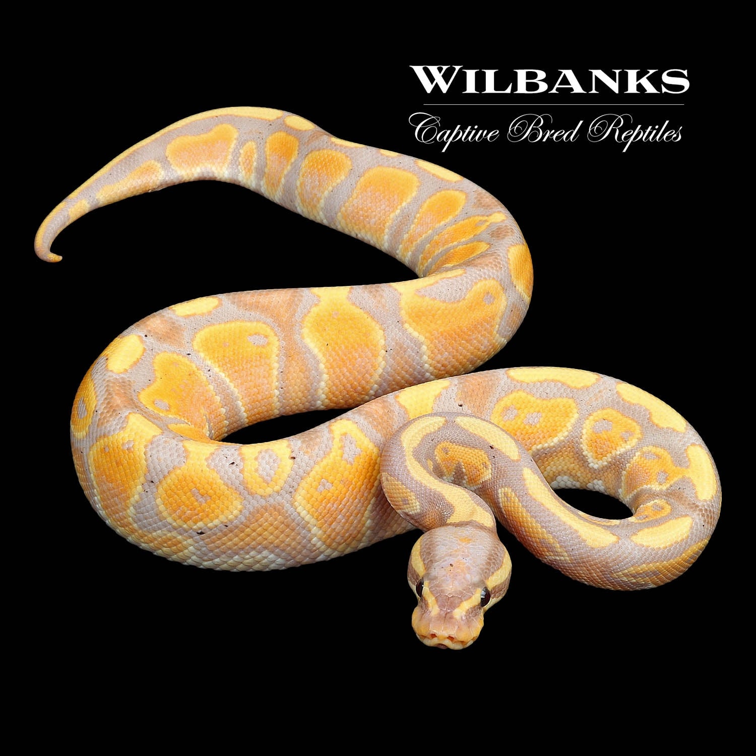 Banana Ball Python by Wilbanks Captive Bred Reptiles - MorphMarket