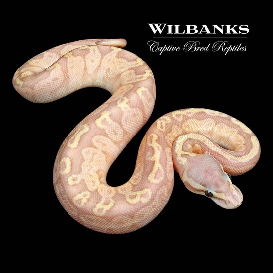 Sunset Banana Pastel (Female Maker) Ball Python by Wilbanks Captive ...