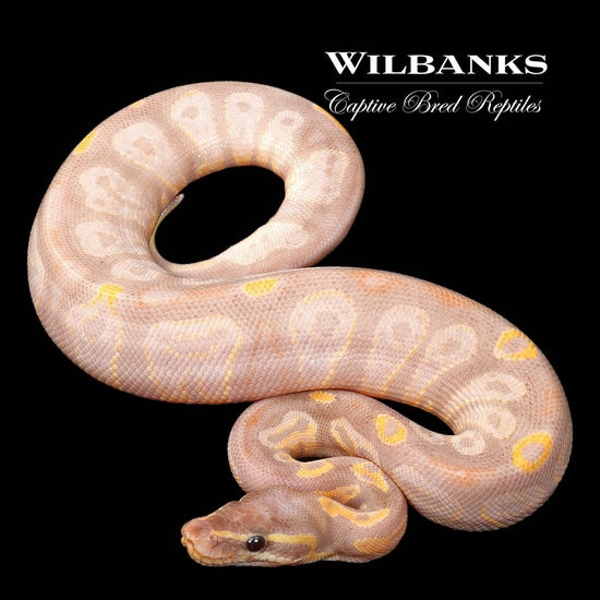 Banana Blackhead Huffman Ball Python by Wilbanks Captive Bred Reptiles