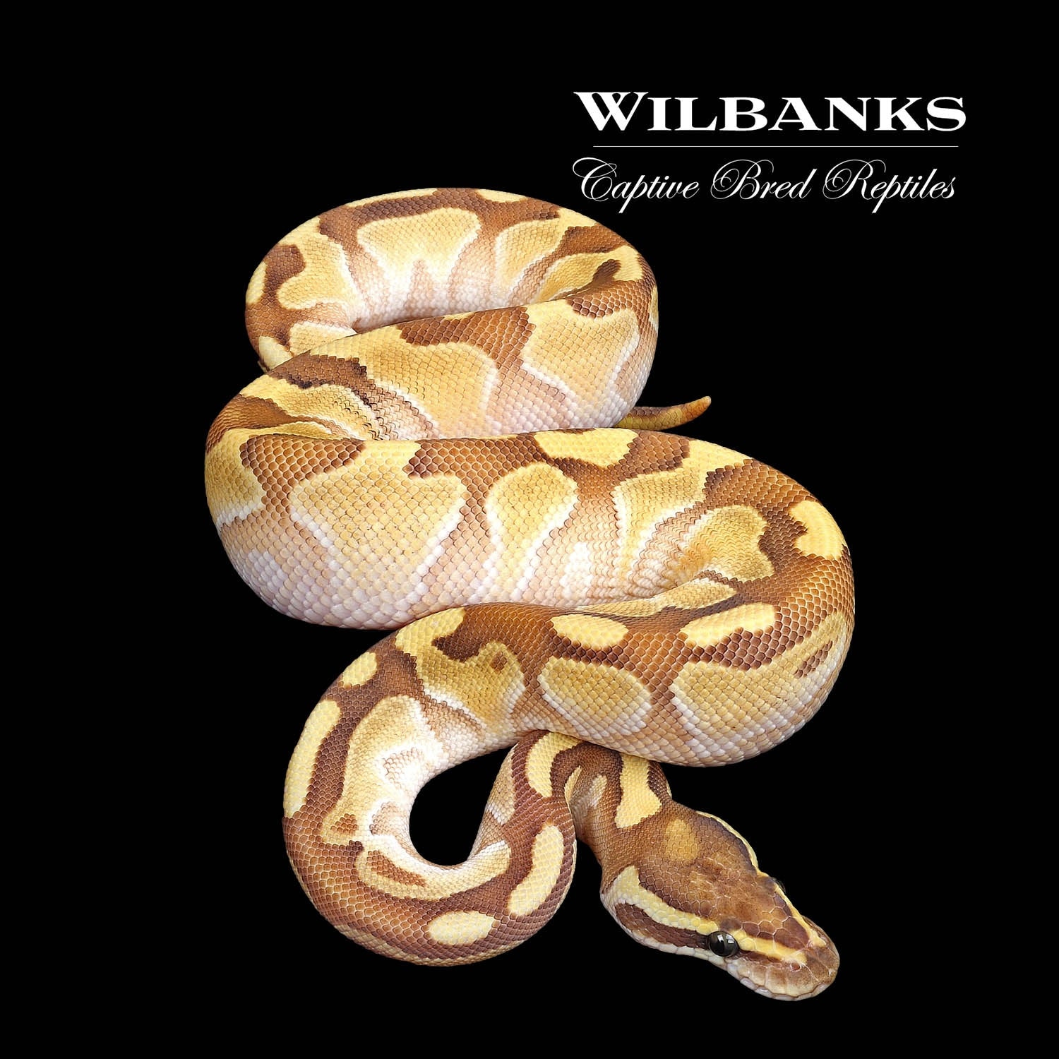 Butter Enchi Ball Python by Wilbanks Captive Bred Reptiles - MorphMarket