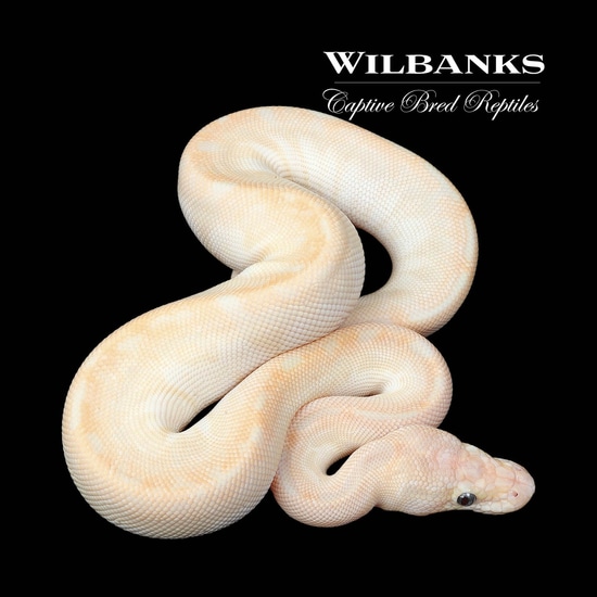 Russo Crystal Ball Python by Wilbanks Captive Bred Reptiles