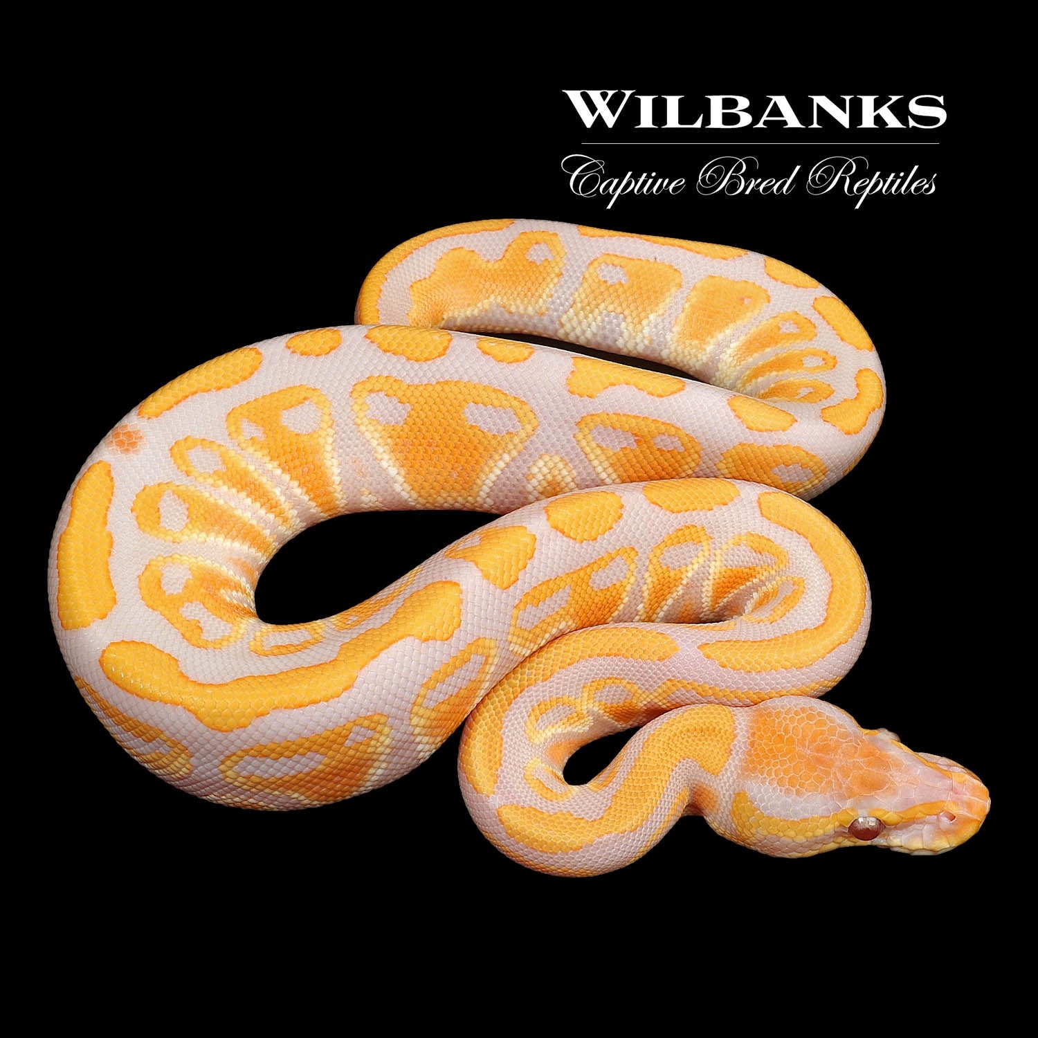 Lavender Albino Ball Python by Wilbanks Captive Bred Reptiles - MorphMarket