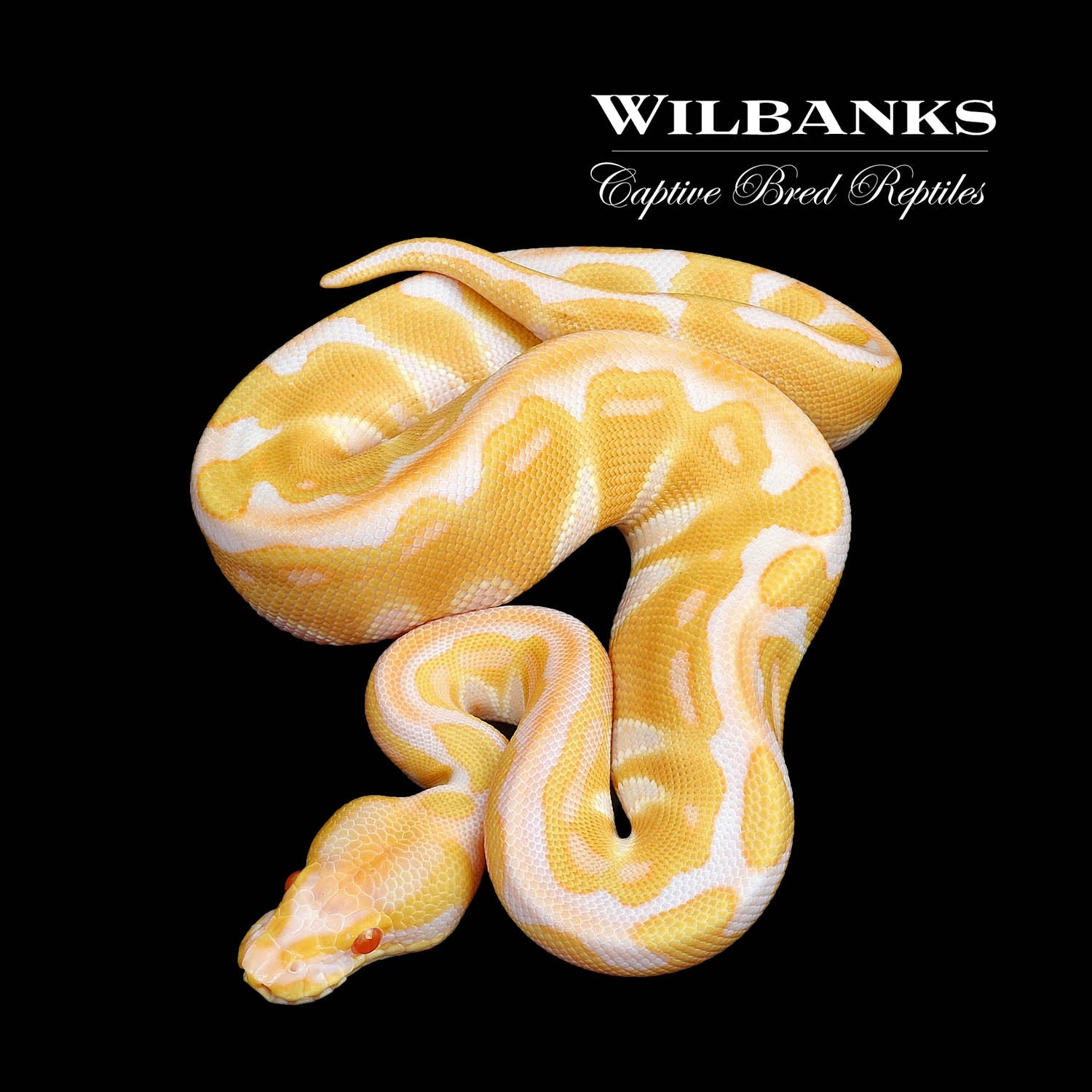 Albino Ball Python by Wilbanks Captive Bred Reptiles - MorphMarket