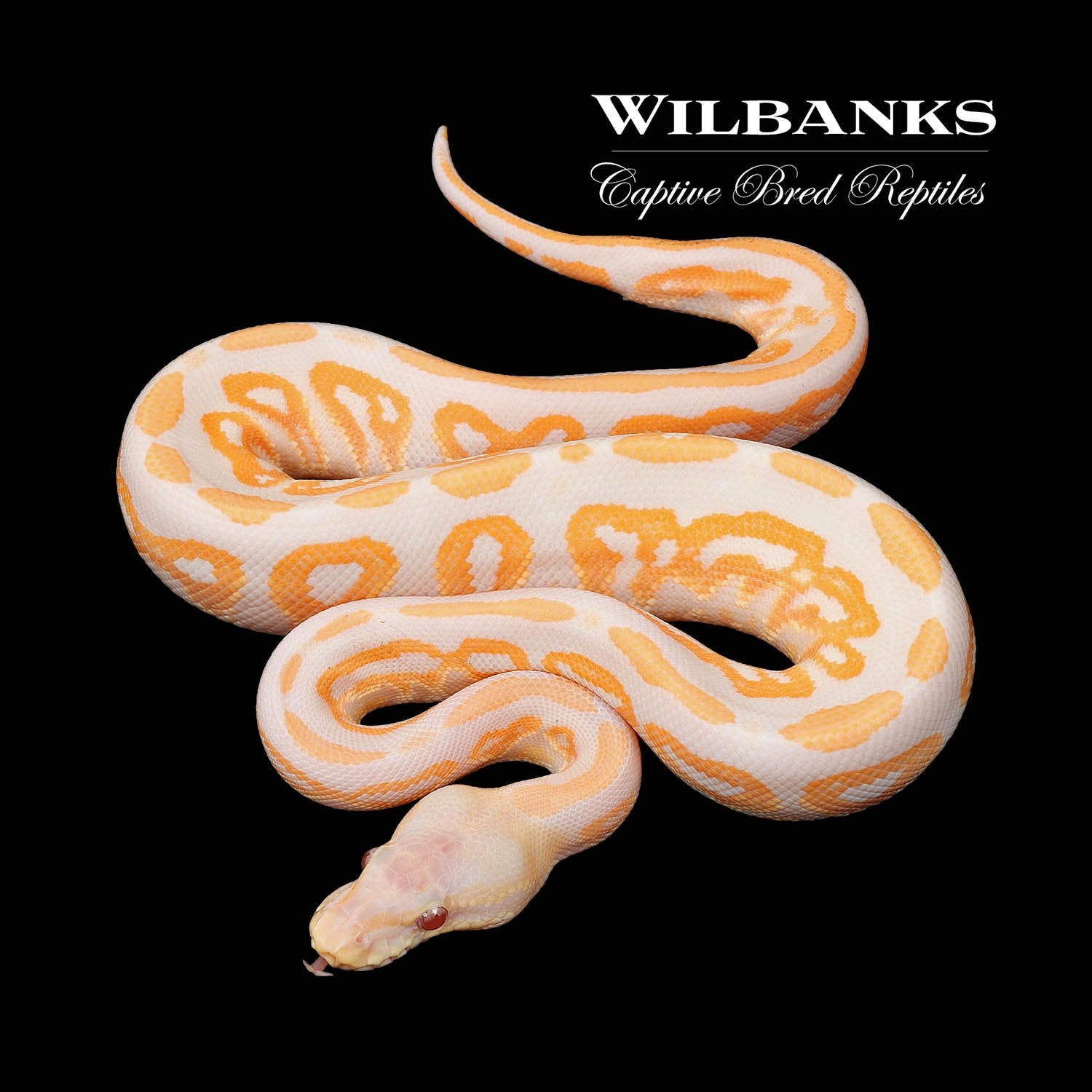 Cinnamon Lavender Albino Ball Python by Wilbanks Captive Bred Reptiles ...