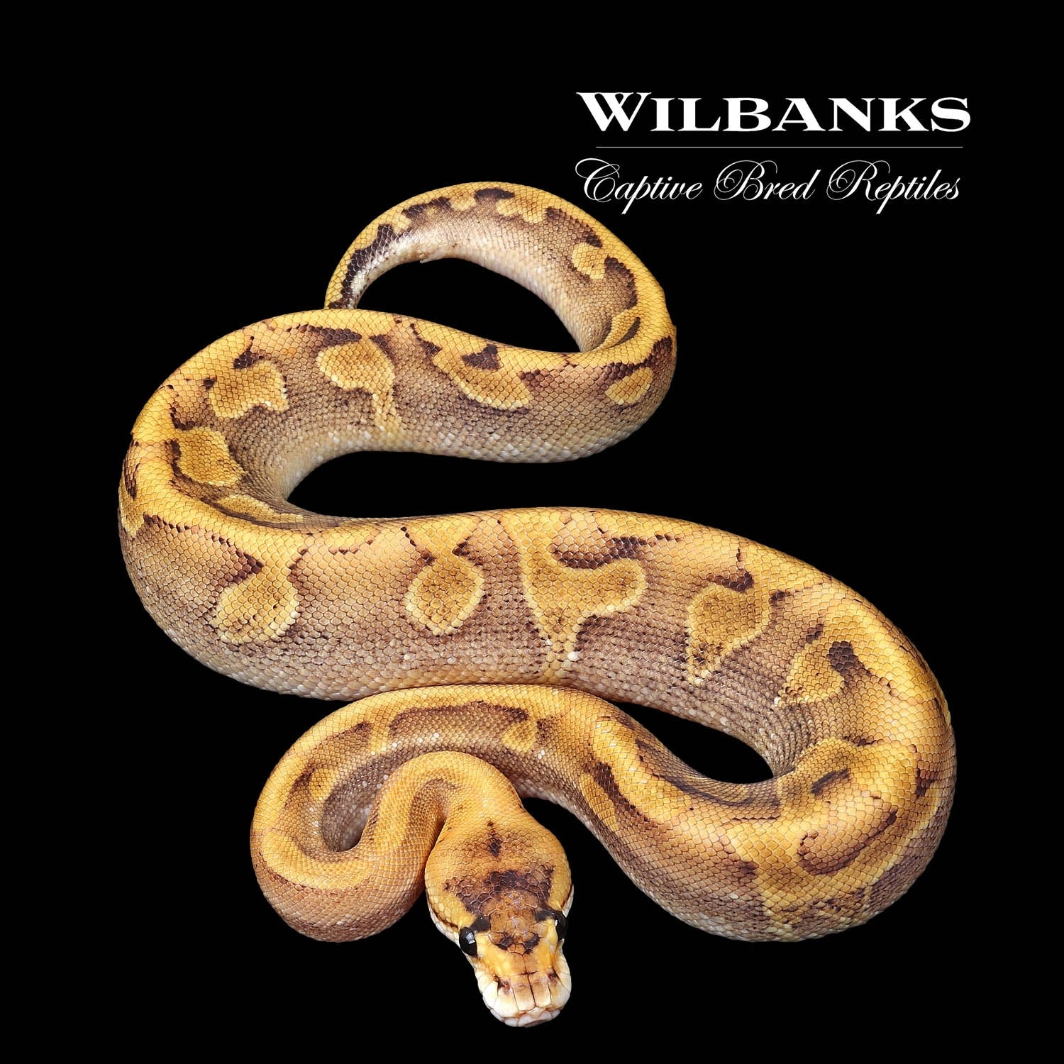 Champagne Enchi Ball Python by Wilbanks Captive Bred Reptiles - MorphMarket
