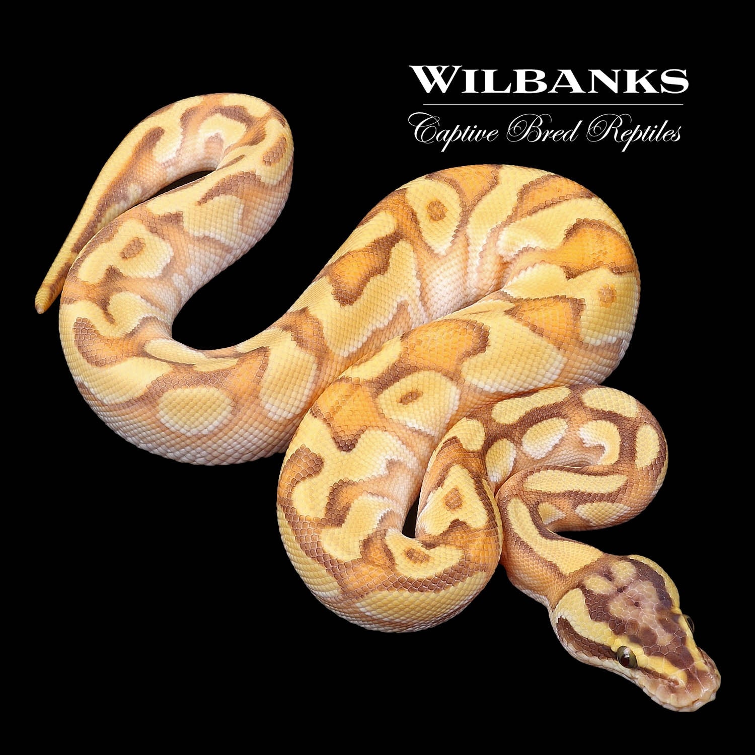 Orange Dream Pastel Butter Enchi Yellow Belly Ball Python by Wilbanks ...