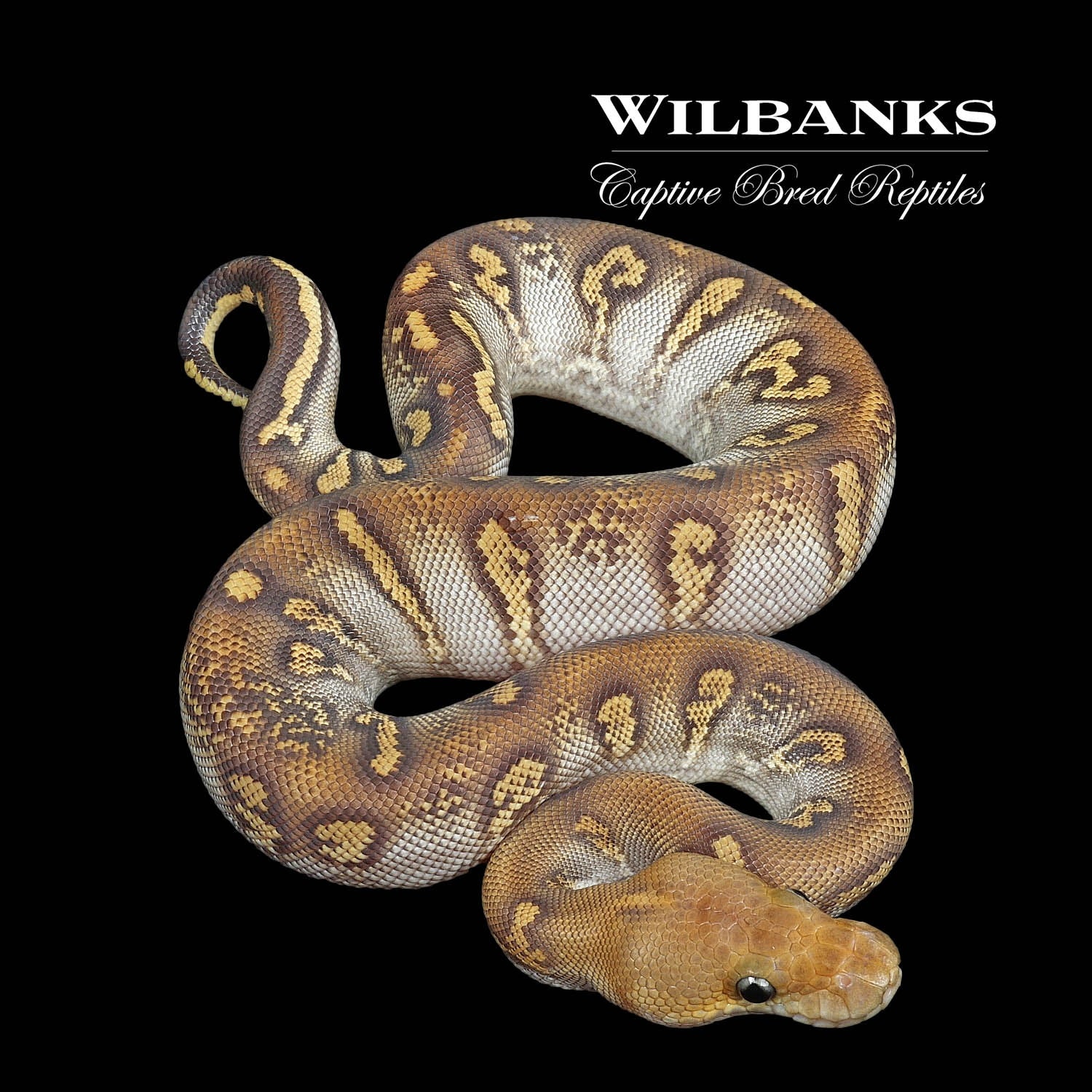 Stranger Mojave Clown Ball Python by Wilbanks Captive Bred Reptiles ...