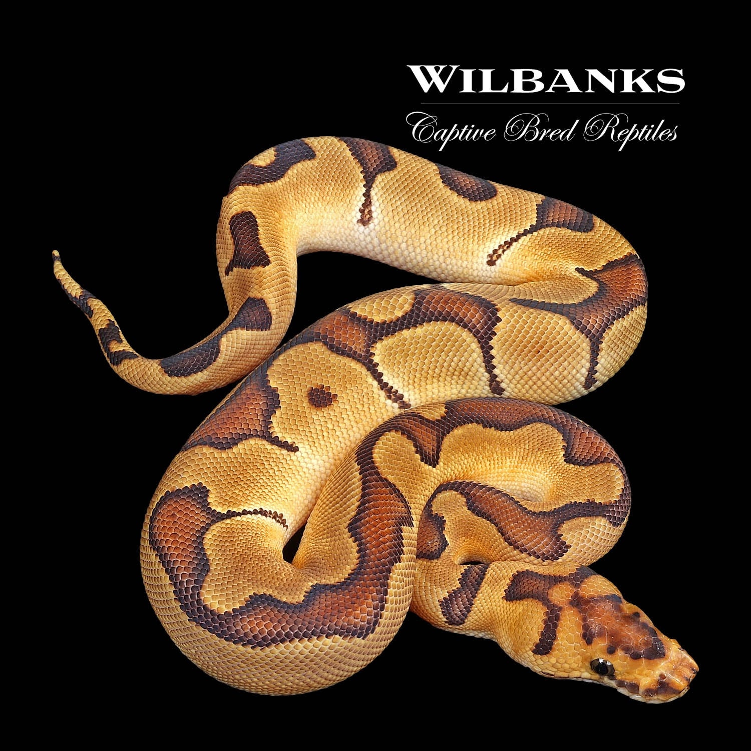Enchi Clown Ball Python by Wilbanks Captive Bred Reptiles - MorphMarket