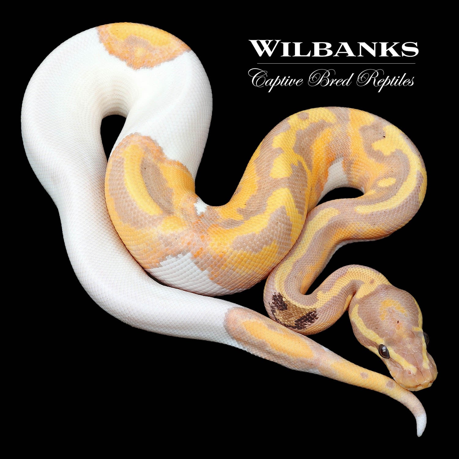 Banana Pied Ball Python by Wilbanks Captive Bred Reptiles - MorphMarket