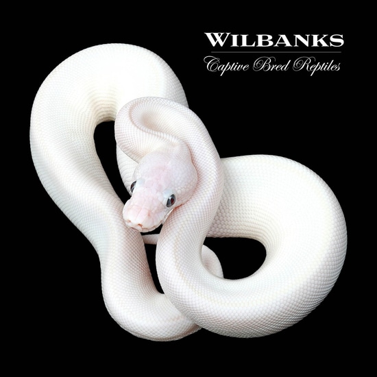 Blue Eyed Leucistic (Lucy) (Russo Mojave) Ball Python by Wilbanks ...