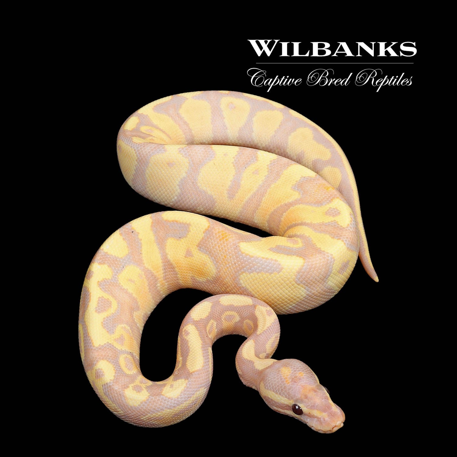 Banana Yellow Belly Ball Python by Wilbanks Captive Bred Reptiles ...