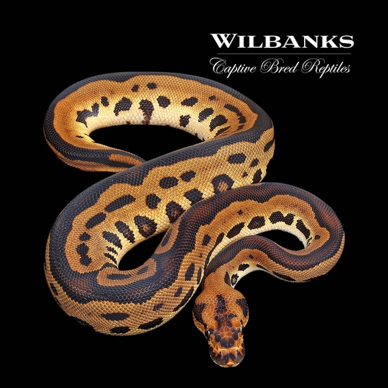 Leopard Yellow Belly Clown Ball Python by Wilbanks Captive Bred Reptiles