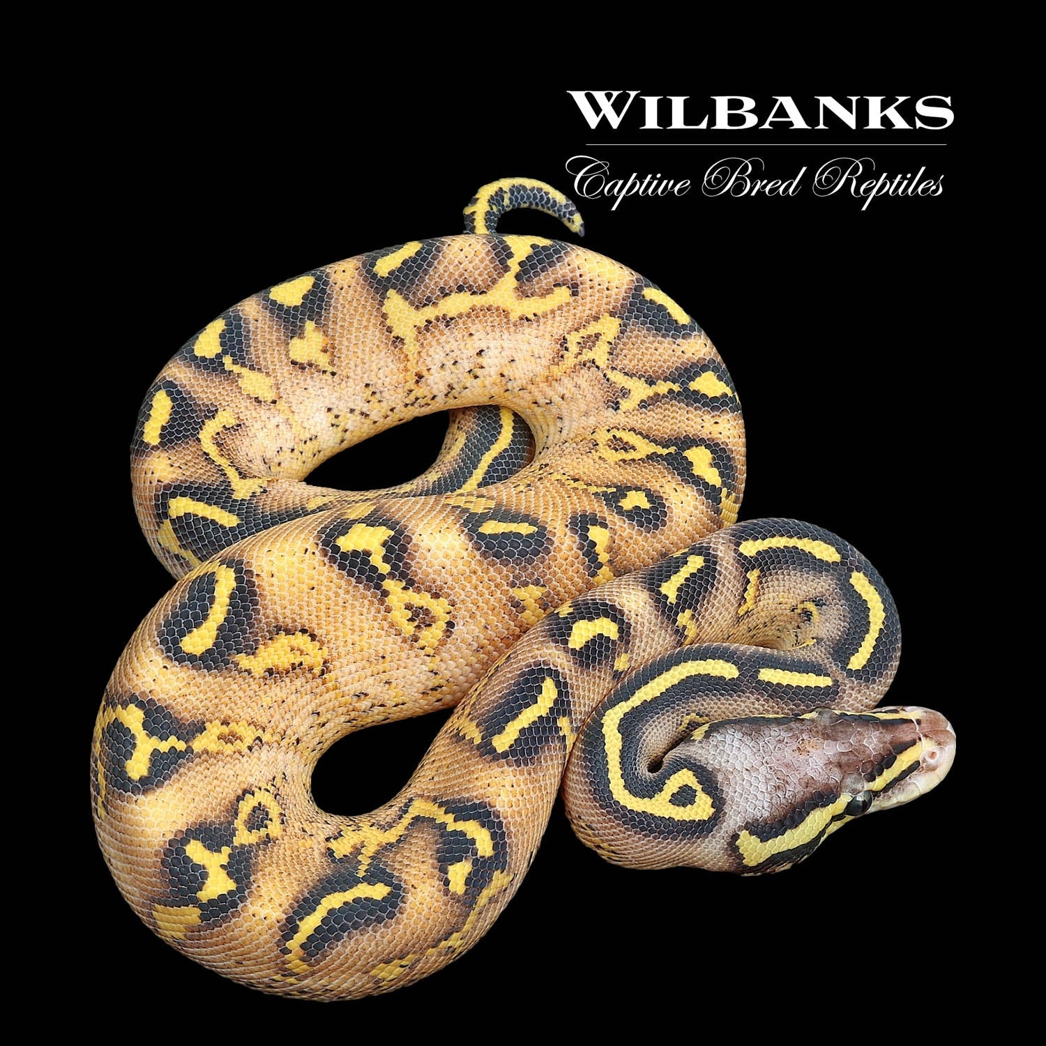 Pastel Freeway Ball Python by Wilbanks Captive Bred Reptiles - MorphMarket