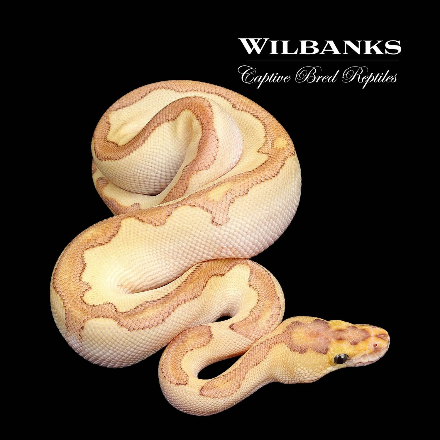 Nuclear Enchi Clown Ball Python by Wilbanks Captive Bred Reptiles ...