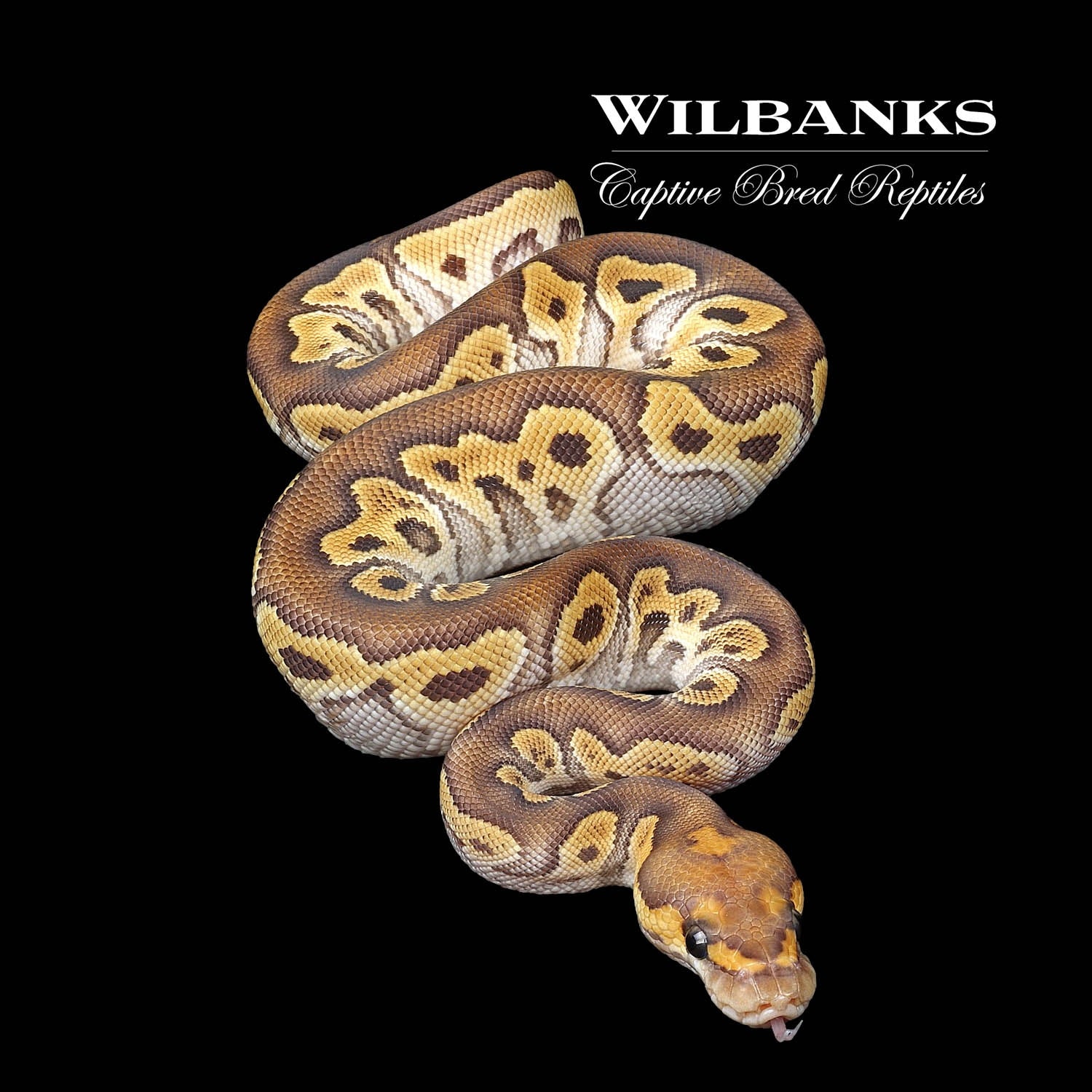 Mojave Clown Ball Python by Wilbanks Captive Bred Reptiles - MorphMarket