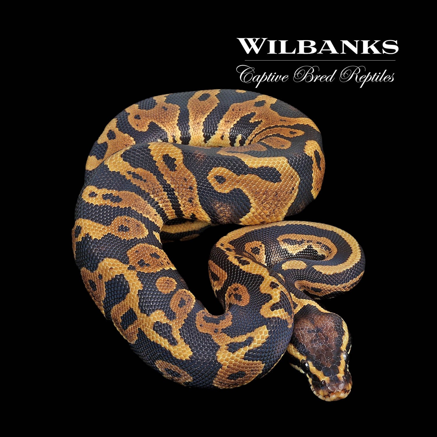 Pastel Acid Ball Python by Wilbanks Captive Bred Reptiles - MorphMarket