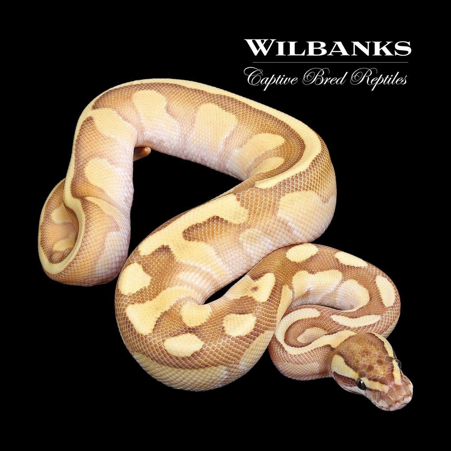 Nuclear Enchi Ball Python by Wilbanks Captive Bred Reptiles - MorphMarket