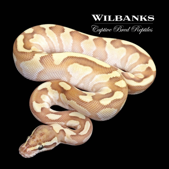 Nuclear Enchi Ball Python by Wilbanks Captive Bred Reptiles