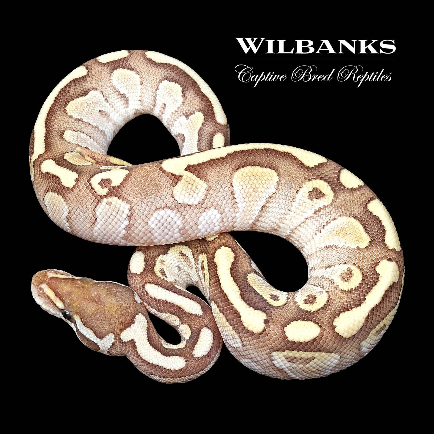 Nuclear Ball Python by Wilbanks Captive Bred Reptiles - MorphMarket