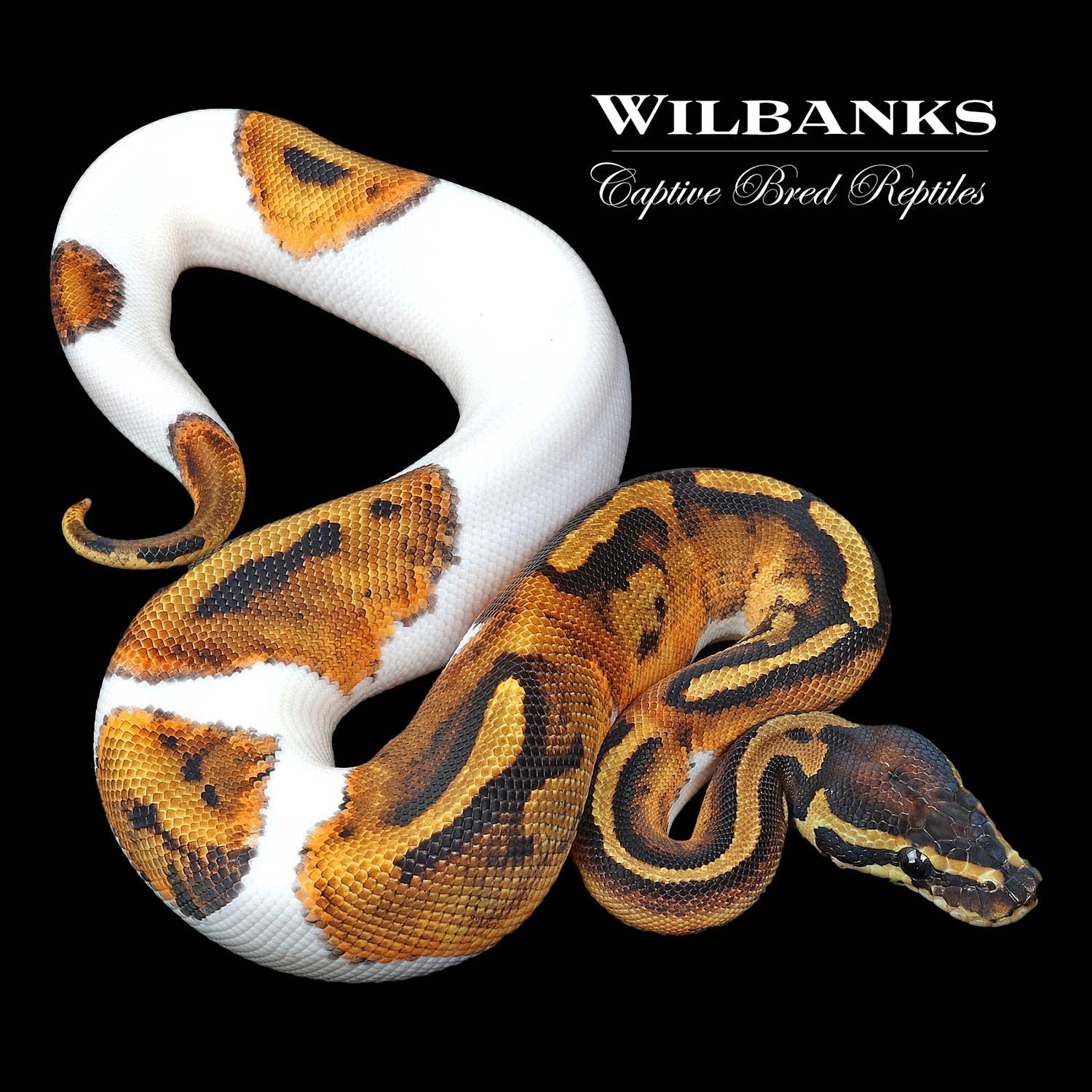 Pied Ball Python by Wilbanks Captive Bred Reptiles - MorphMarket