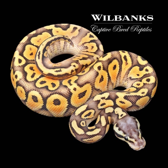 Super Pastel Orange Dream Yellow Belly Ball Python by Wilbanks Captive ...