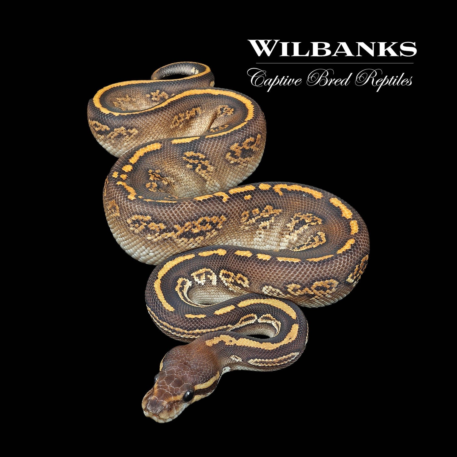 Black Pastel Mojave Granite Fire Ball Python by Wilbanks Captive Bred ...