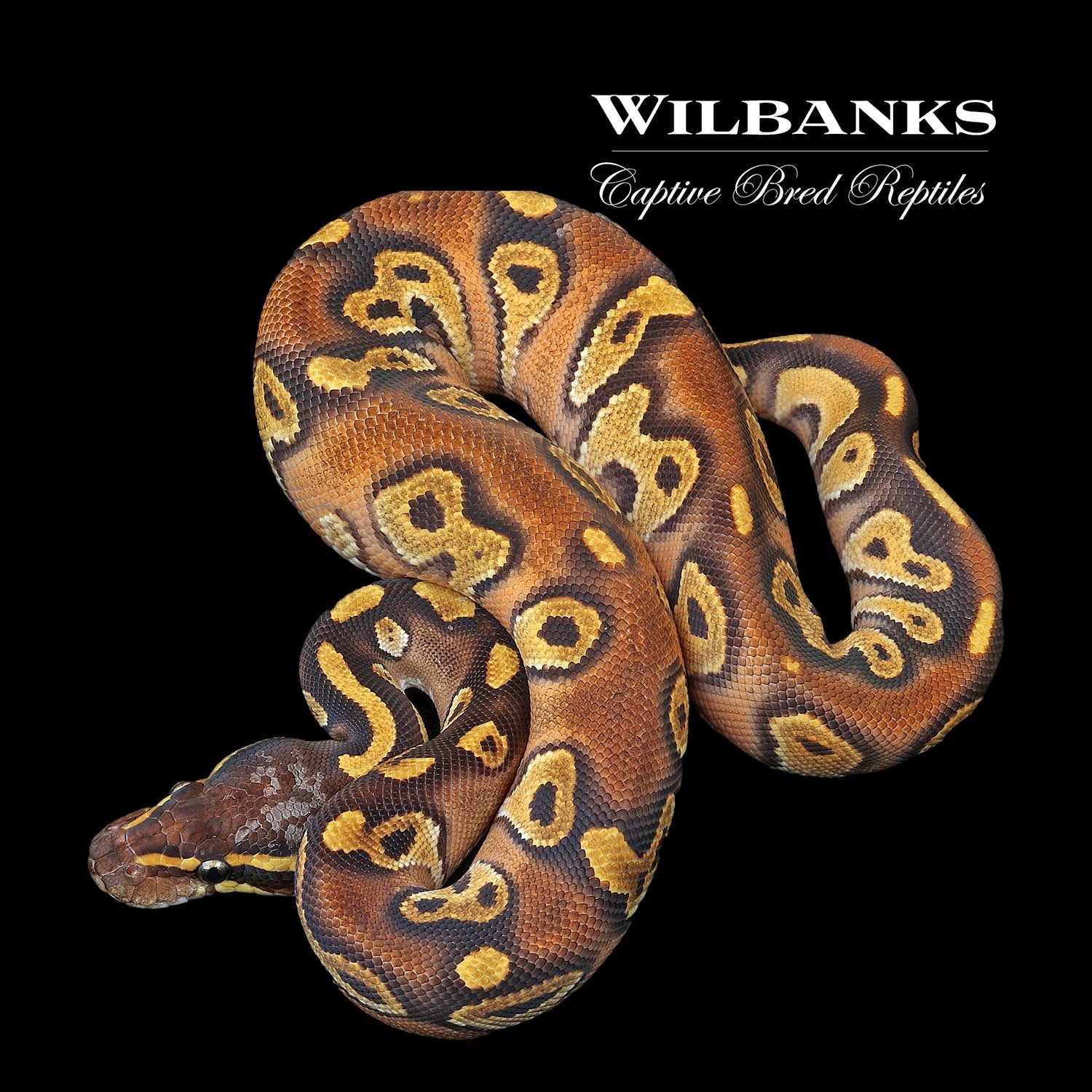 Blackhead Phantom Super Enchi Ball Python by Wilbanks Captive Bred ...