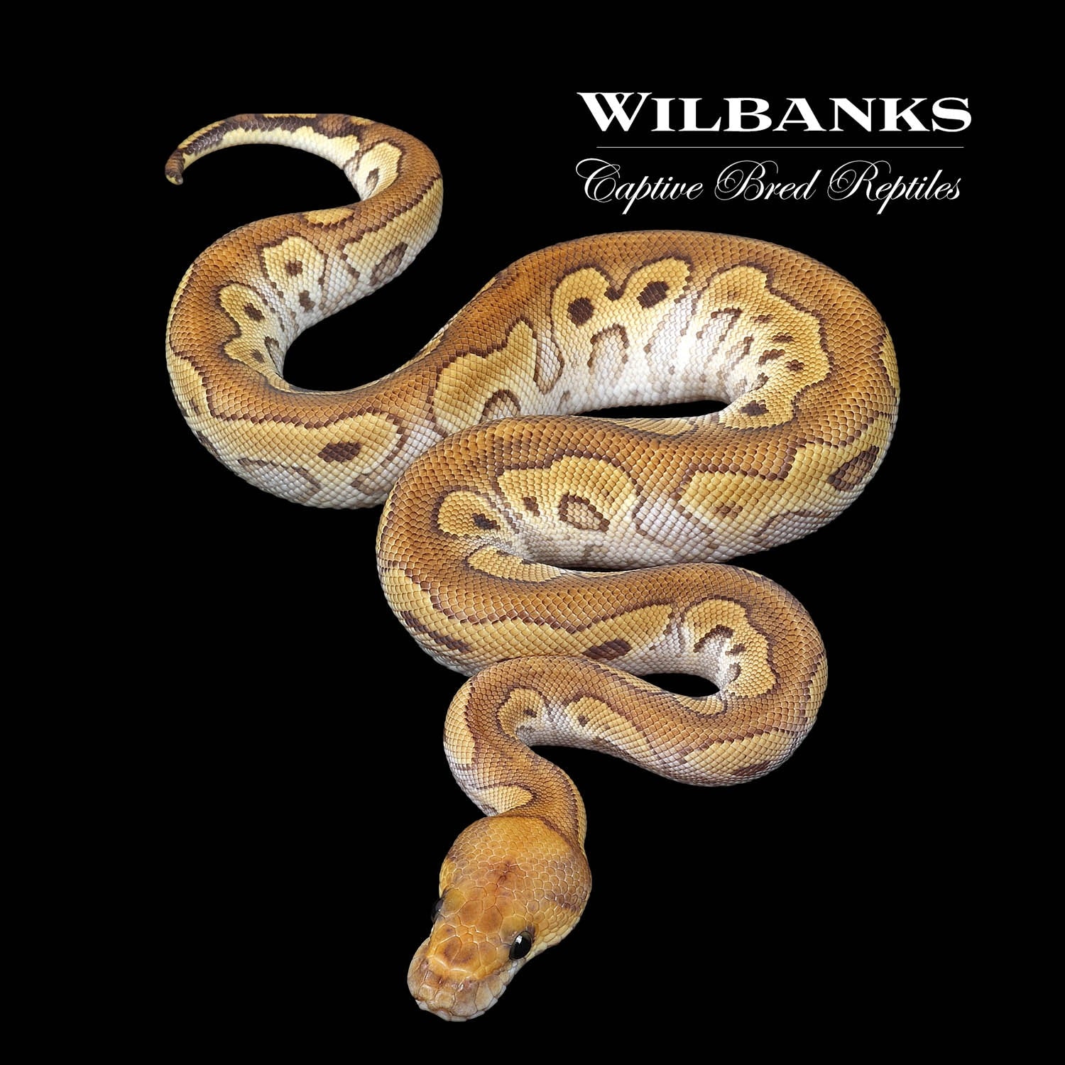 Red Stripe Mojave Clown Ball Python by Wilbanks Captive Bred Reptiles ...