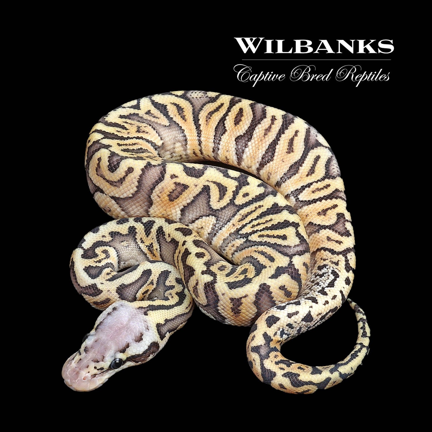 Super Pastel GHI 100% Het. Clown Ball Python by Wilbanks Captive Bred ...