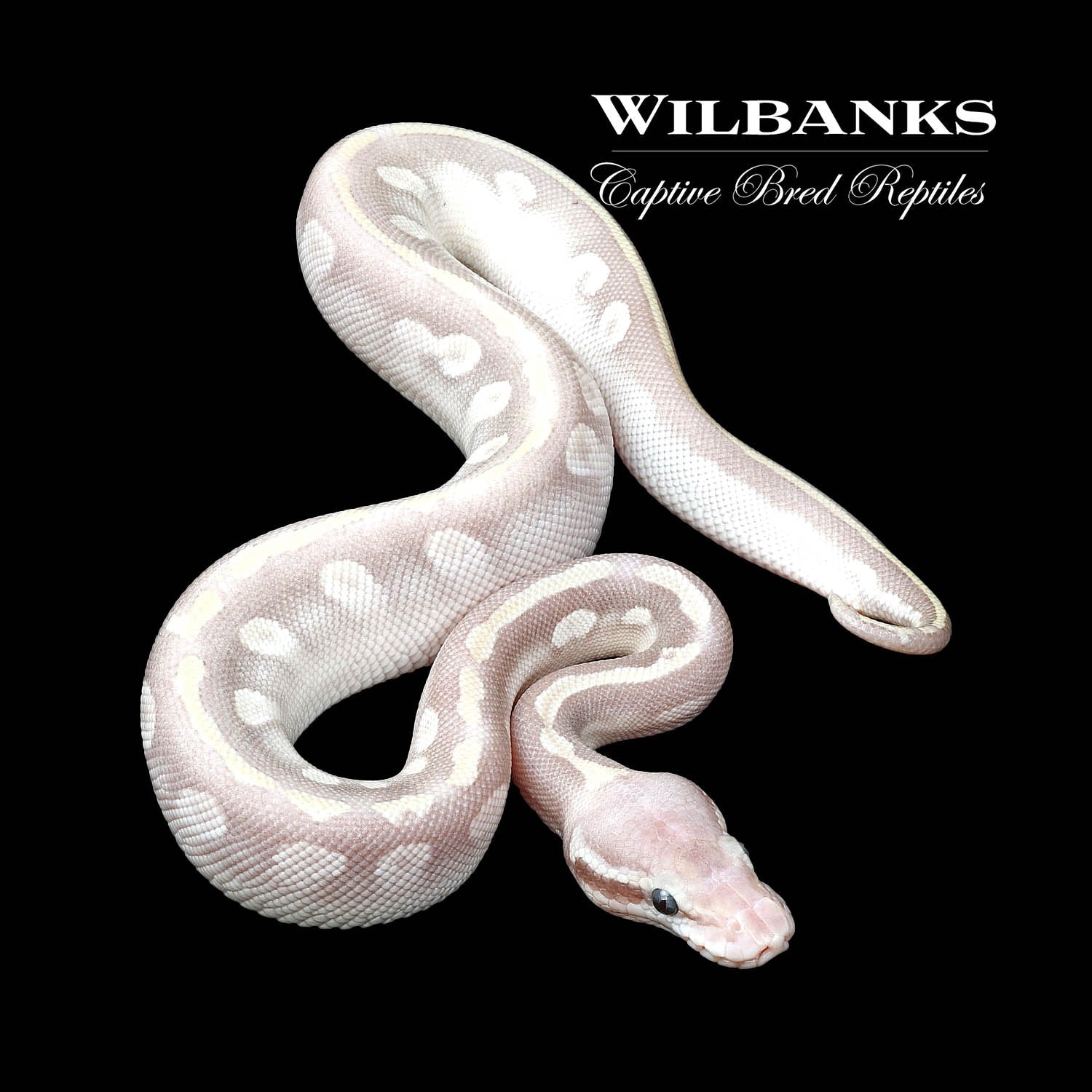 Pastel Purple Passion Ball Python by Wilbanks Captive Bred Reptiles ...